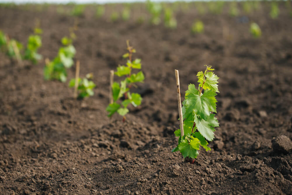 Entenda a importância da calicata na produção de vinhos!